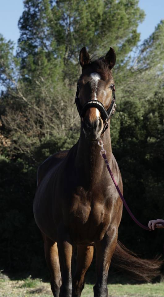 Ninja wonder DP/PC (960102) | Acheter ce cheval | Equirodi France