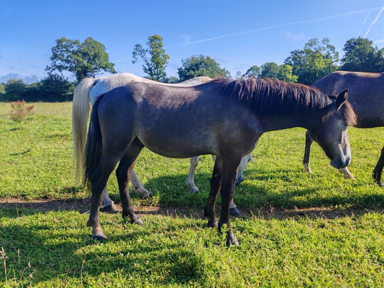 Poney loisirs 1 an (960145) | Acheter ce poney | Equirodi France