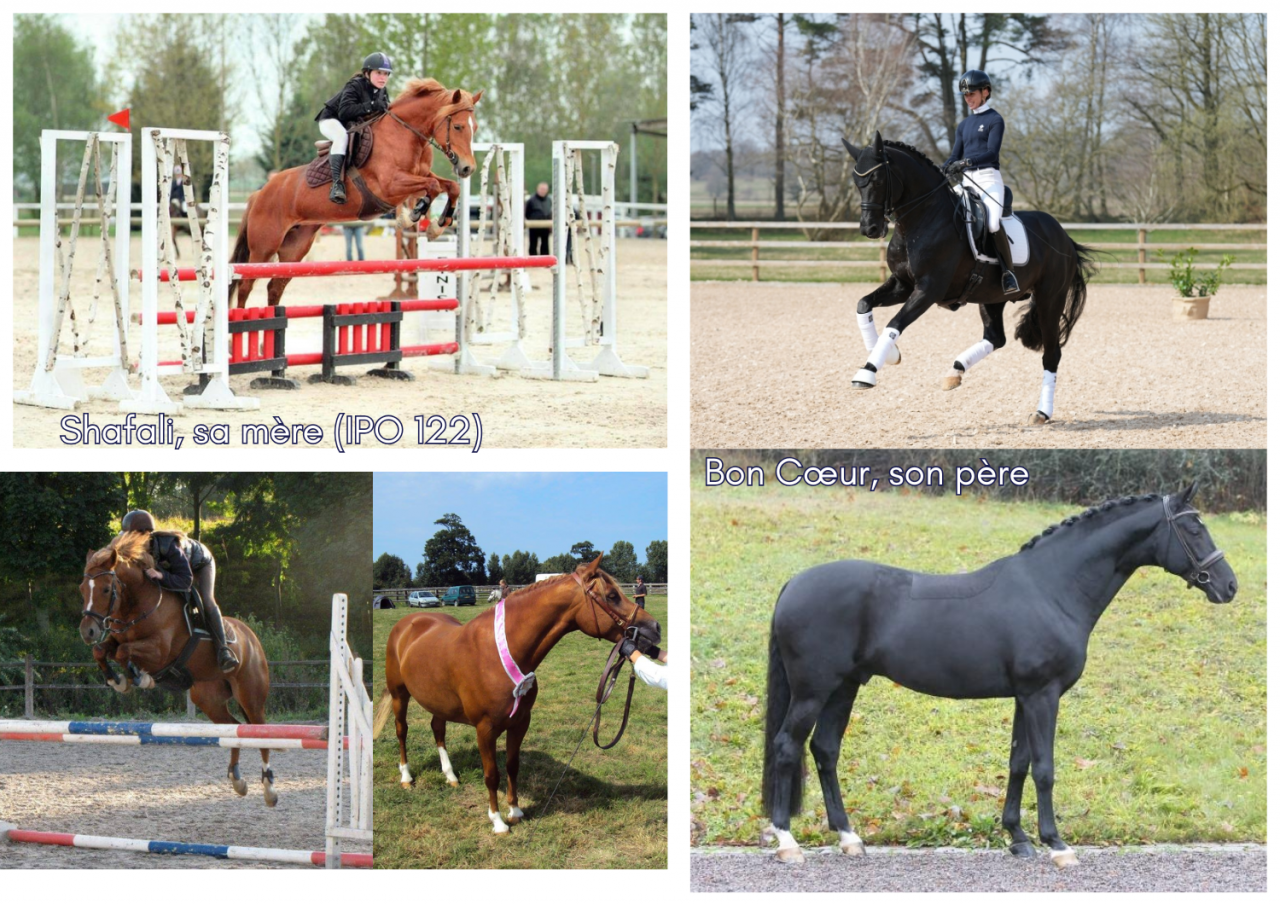 Très sérieux mâle PFS prenant 2 ans en 2026 - CSO/CCE (968223) | Acheter ce poney | Equirodi France