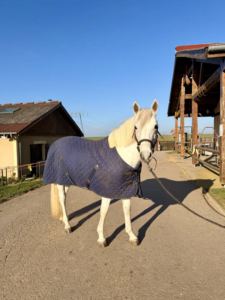 Poney 9 ans - pour épreuves AS (985784) | Acheter ce poney | Equirodi ...