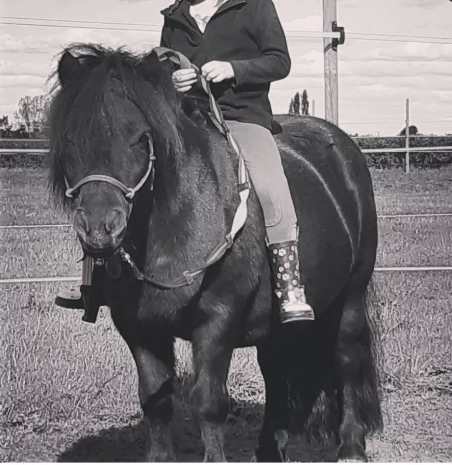 Poney shetland hongre (985787) | Acheter ce poney | Equirodi France