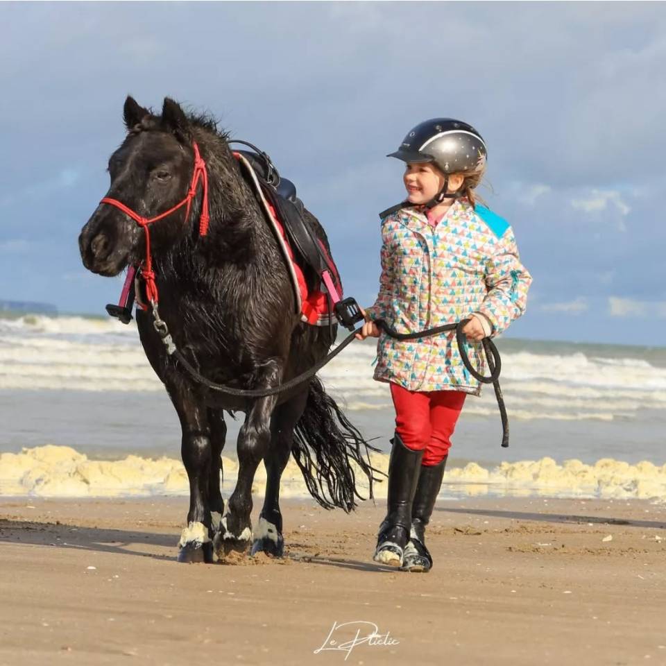 Poney shetland hongre (985787) | Acheter ce poney | Equirodi France