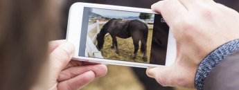 Vente de Chevaux, Chevaux à Vendre, Annonces Cheval Poney | Equirodi France