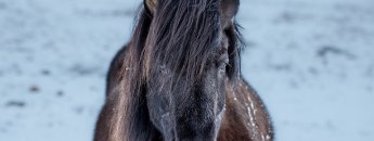 Vente de Chevaux, Chevaux à Vendre, Annonces Cheval Poney | Equirodi France