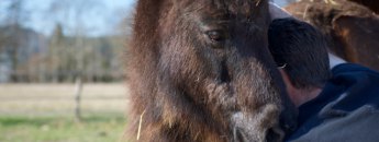 Vente de Chevaux, Chevaux à Vendre, Annonces Cheval Poney | Equirodi France