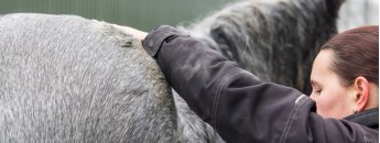 Vente de Chevaux, Chevaux à Vendre, Annonces Cheval Poney | Equirodi France
