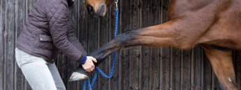 Vente de Chevaux, Chevaux à Vendre, Annonces Cheval Poney | Equirodi France