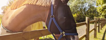 Vente de Chevaux, Chevaux à Vendre, Annonces Cheval Poney | Equirodi France